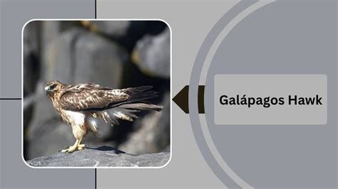 23 Types Of Buzzards Identification With Pictures