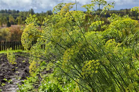 How To Plant And Grow Dill Weed Gardeners Path