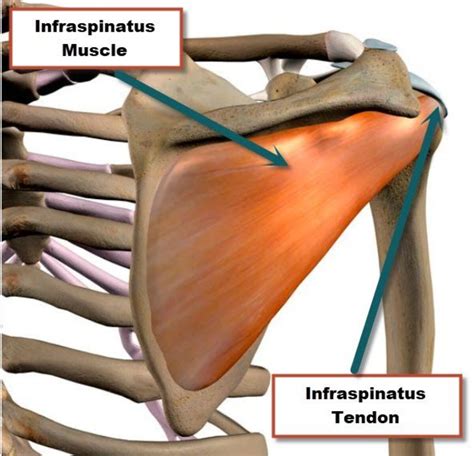 Infraspinatus Muscle Function