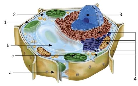 Biologie Flashcards Quizlet