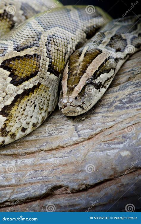 Close Up Photo Of Burmese Python Python Molurus Bivittatus Iso Stock