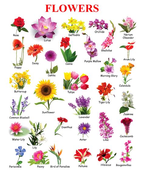 Celia Bates Types Of Flowers With Pictures In India Lotus Flowers