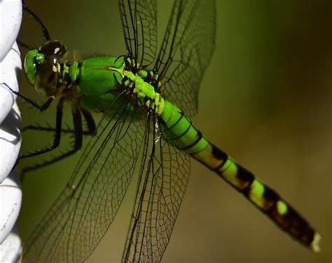 Mosaics Glass Art Art And Collectibles Green Dragonfly Pe