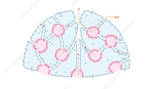 Leuconoid Canal System Of Sponges Illustration Stock Image F045