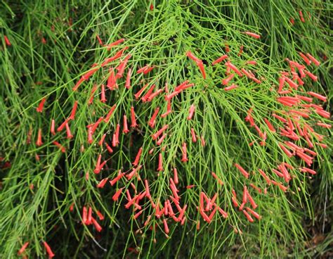 21 Shallow Rooted Plants For Full Sun In Tropical Gardens