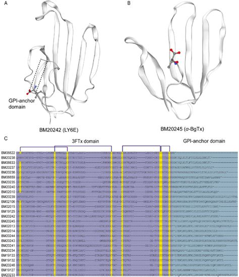 Sturcture Features Of 3ftxs In B Multicinctus A Predicted Tertiary