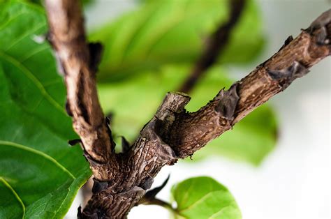 Guide To Pruning Shaping Your Plants STUMP