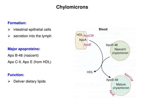PPT Cholesterol And Its Transport PowerPoint Presentation Free Download ID