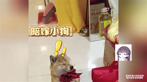 女儿出嫁妈妈精心准备，养2年的狗狗打包做嫁妆，狗子满脸疑惑