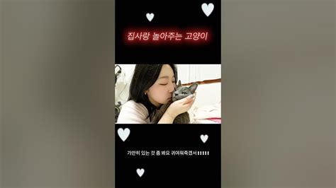 집사랑 놀아주는 주인묘 🪽🖤🪽 집사 러시안블루 ねこ Youtube