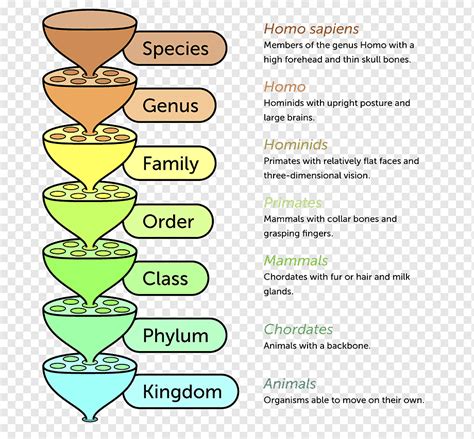 Taxonomic Chart