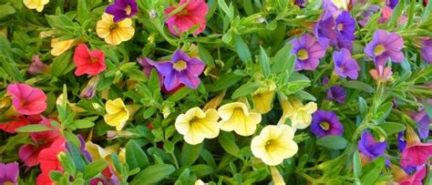 Todo Sobre La Calibrachoa Hybrida Características Cuidados Y