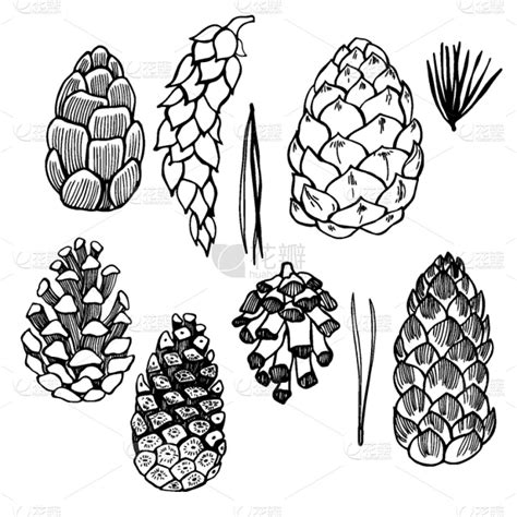 松果 手 圣诞装饰物 云杉 针叶 杉树 松树 植物 针叶树 落叶松素材 花瓣网