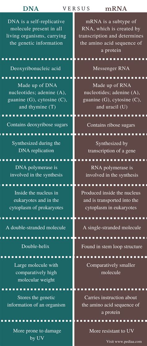 Difference Between Dna And Mrna Definition Structure Function