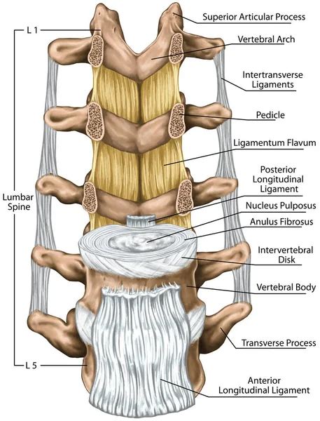 100000 Spine Anatomy Vector Images Depositphotos