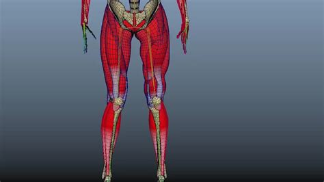 Mao Lin Liao On Linkedin Rigging Anatomy Skinsiding Digihuman Avatar Autodeskmaya Muscle