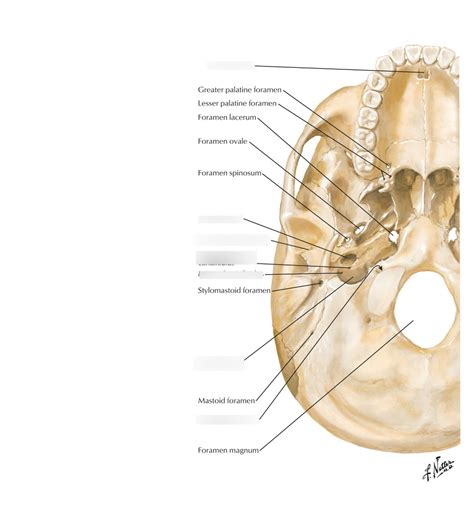 Skull Inferior View Diagram Quizlet