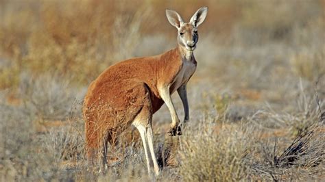 Sexy Kangaroo Photograph Circulates On Twitter Mashable