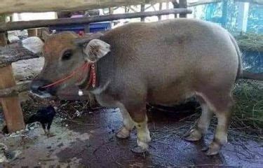 Binatang Sapi Di Perkosa Xxx Sex Pictures Pass