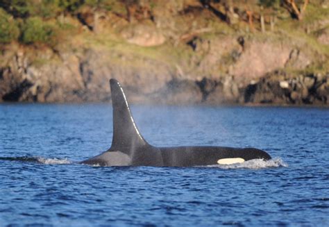 The Oldest Killer Whale Known As Granny Missing And Presumed Dead At A Possible Age Of 105