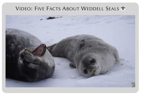 Five Facts About Weddell Seals R Seals