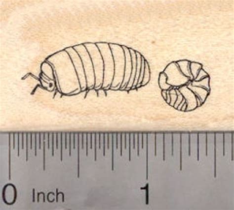 Pill Bug Rubber Stamp Roly Poly Potato Bug Sow Bug Woodlice Bug