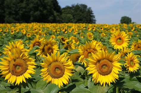 해바라기 밭 분야 Pixabay의 무료 사진 Pixabay