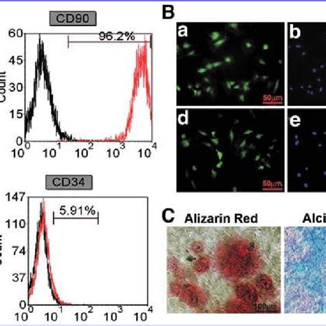 Phenotype Identification Of Mesenchymal Stem Cells Mscs A Flow