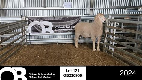 Lot 121 Ob230906 Dohne Merino Youtube