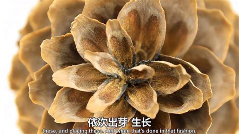 隐藏在数学动态雕塑中的神秘维度，欣赏数学与艺术之妙 文化 艺术 好看视频