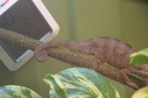 Panther Chameleon Sex Chameleon Forums