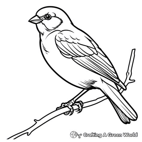 American Goldfinch Coloring Pages Free And Printable