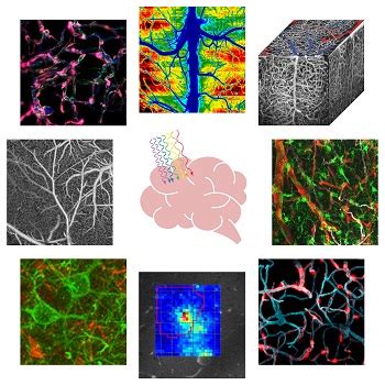 Imaging Neuroimmune Neuroglial And Neurovascular Interfaces