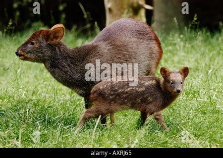 Southern Pudú Deer Pudu Puda Native To The Lower Ranges Of The South