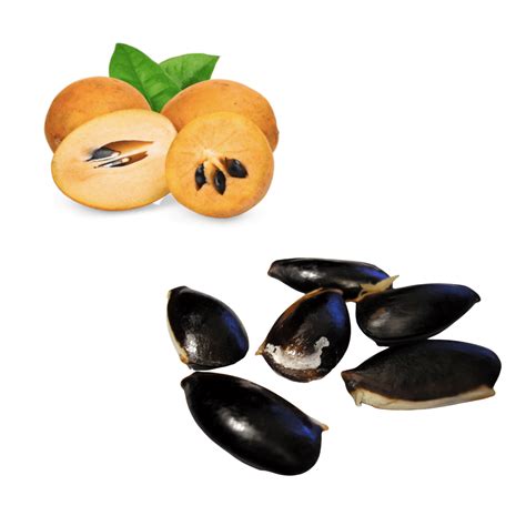 Different Types Of Fruit Seeds Seeds Exotic Fruits