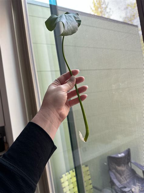 Monsters Cutting Without Node Is Growing Roots Will It Survive R