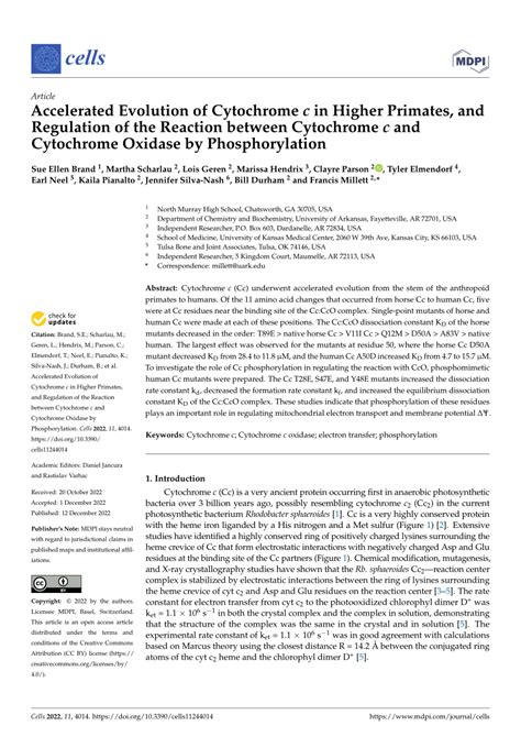 Pdf Accelerated Evolution Of Cytochrome C In Higher Primates And