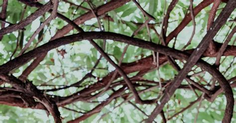 나무에 매달려 있는 형형색색의 우산 한 무리 사진 Unsplash의 가든 파티 이미지