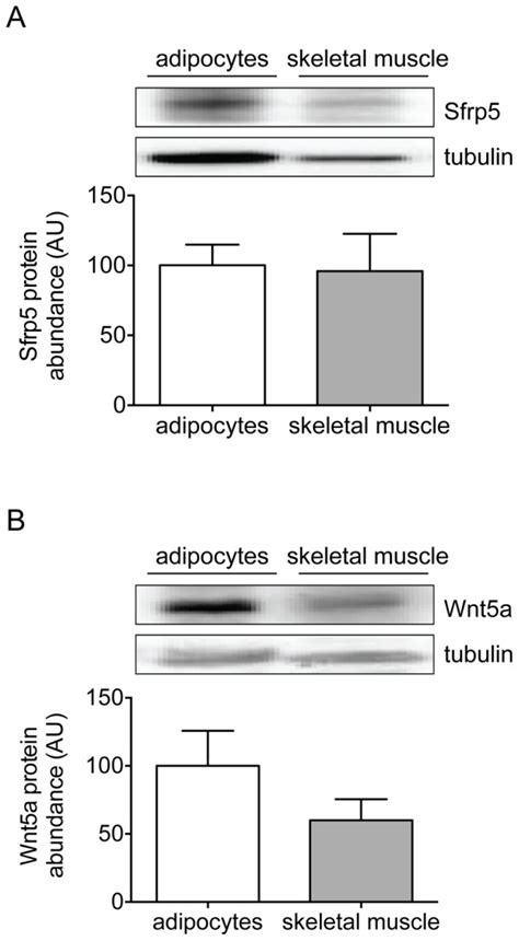 Lysates From Differentiated Primary Human Adipocytes And Skeletal