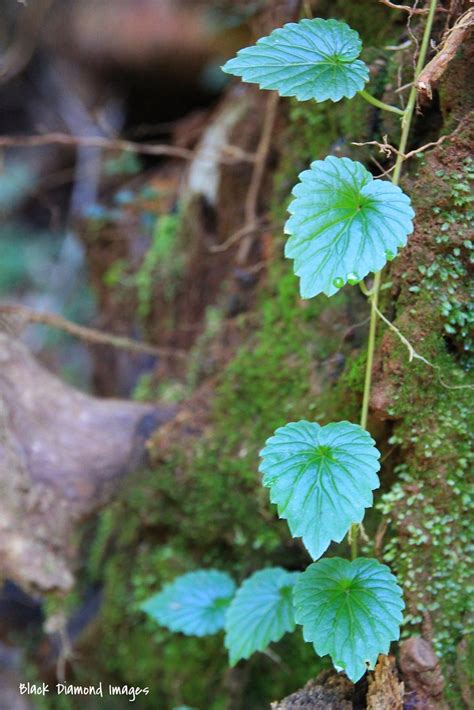 Lobelia Trigonocaulis Forest Lobelia Brush Lobelia Flickr