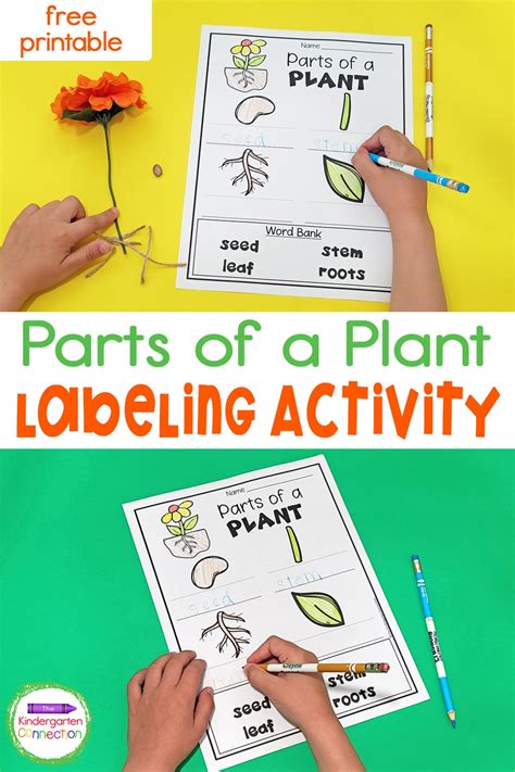 Free Parts Of A Plant Labeling Activity