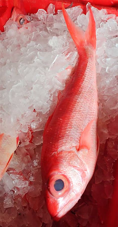 Fresh Queen Snapper Atlantic Etelis Oculatus Yokota Usa Atlantic Seafoods