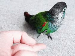 Cute Bird  Cute Bird Parrot Discover And Share S
