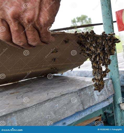 The Beginning Of The Swarming Of The Bees A Small Swarm Of Mesmerized Bees On Cardboard Paper
