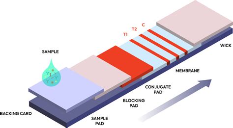 Improving Point Of Need Testing With Lateral Flow Assays Bioassay Works Llc