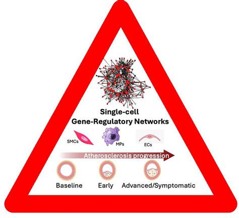 Single Cell Gene Regulatory Networks Of Advanced Symptomatic Johan Lm Björkegren