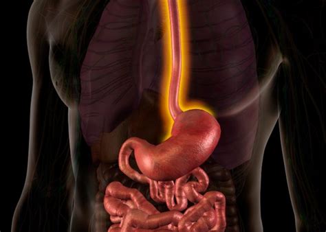 Treatments And Procedures Esophageal Dilation United Gastroenterology