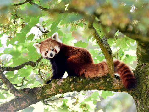 Red Panda Zawa Mod Wiki Fandom