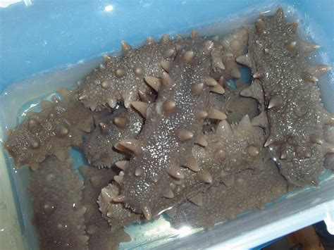 海茄子在海里的样子海茄子和海参的区别海里的海大山谷图库