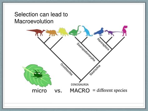 Ppt Selection Causes Microevolution Powerpoint Presentation Free